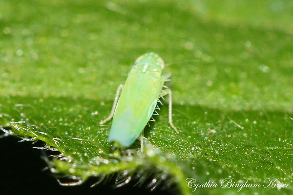 Leafhopper | Project Noah