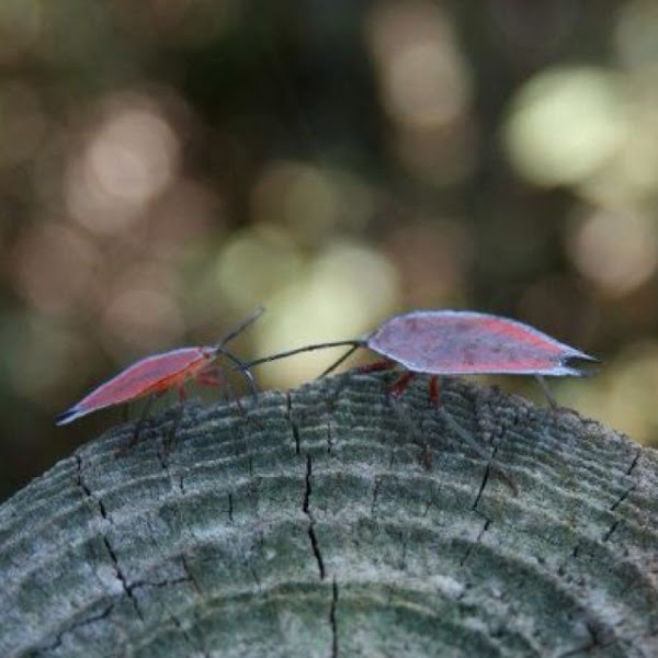 Lychee Stink Bug | Project Noah