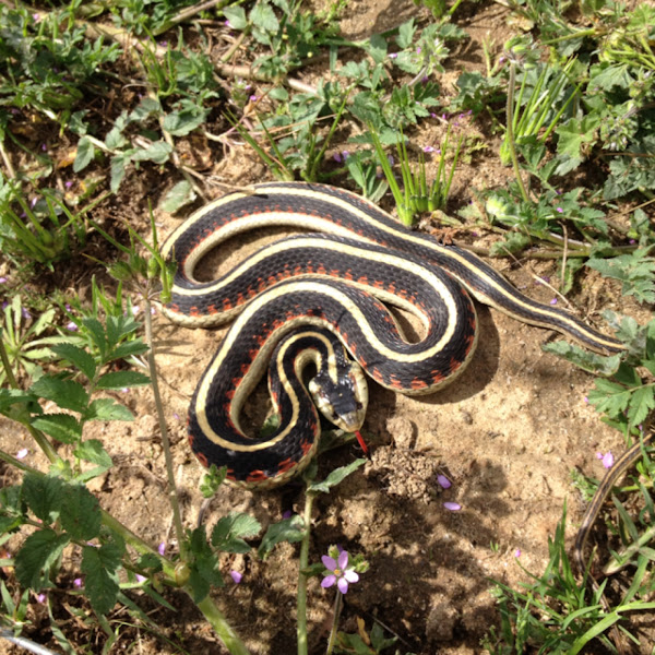 Valley Garter Snake | Project Noah