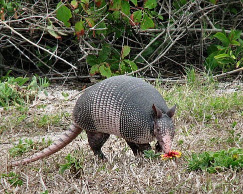 Nine-banded Armadillo | Project Noah