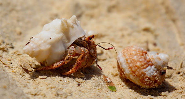 Caribbean Hermit Crab | Project Noah