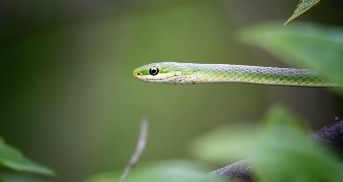 Rough green snake | Project Noah