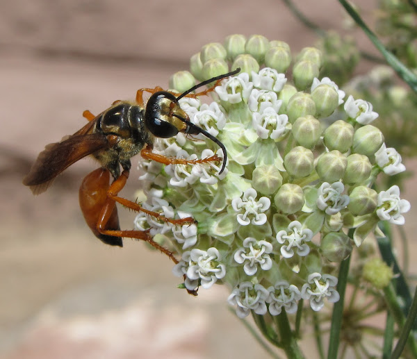 Great Golden Digger Wasp (female) | Project Noah