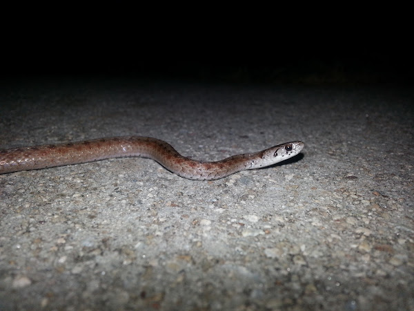 De Kay's Snake (Brown Snake) | Project Noah