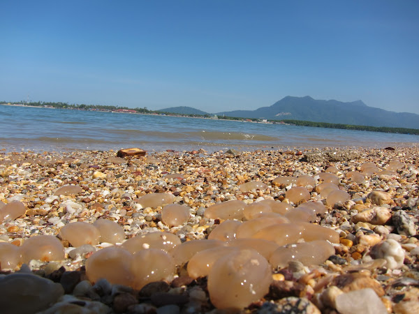 Sea cucumber ( family Molpadiidae) | Project Noah