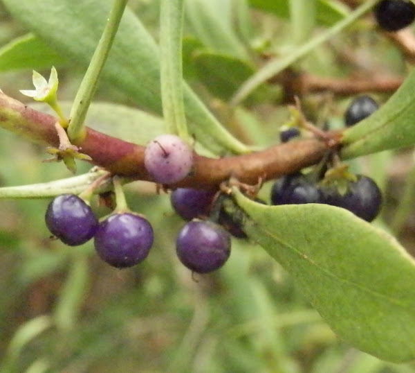 Common Boobialla | Project Noah