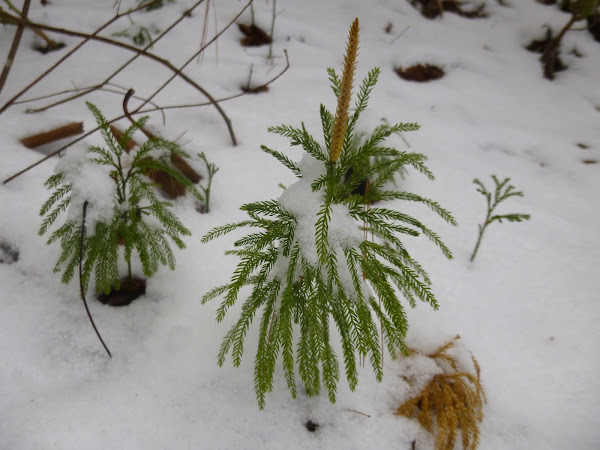 Princess Pine | Project Noah