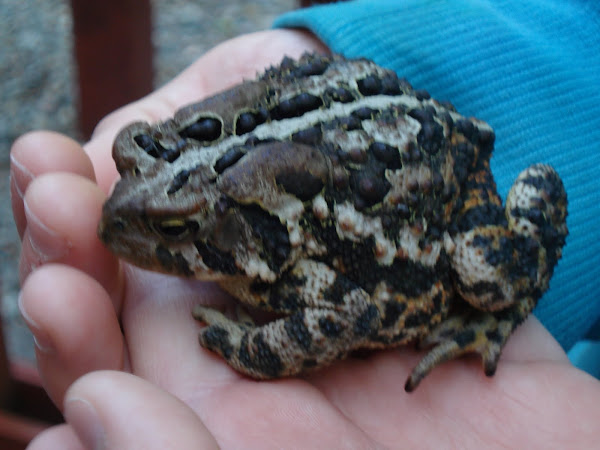 Fowler's toad | Project Noah