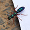 Bluebottle, aka Blue 'ant' wasp | Project Noah