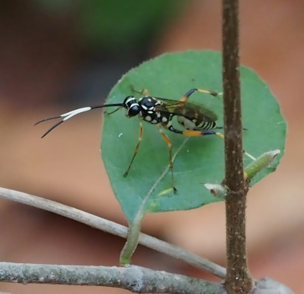 Spotting | Project Noah