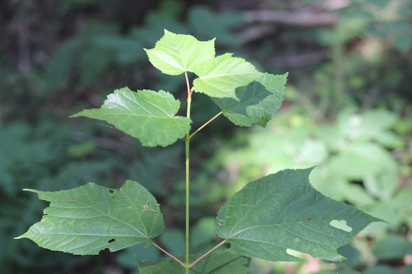 Striped Maple | Project Noah