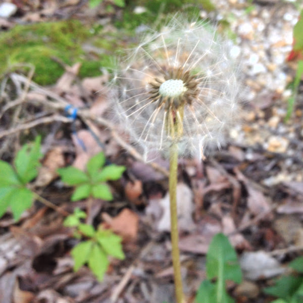 Dandelion | Project Noah