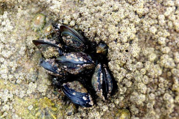 Blue Mussel | Project Noah