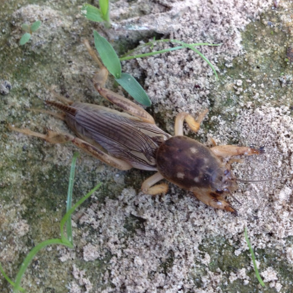 Oriental Mole Cricket | Project Noah