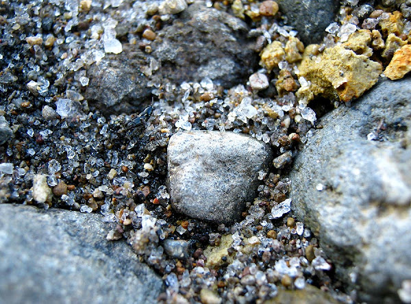 Pygmy Mole Cricket | Project Noah