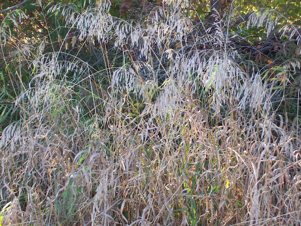 Smooth brome | Project Noah