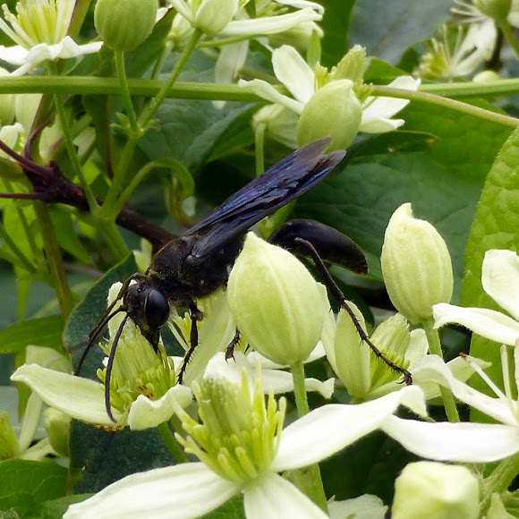 Steel-blue Cricket Hunter Wasp | Project Noah