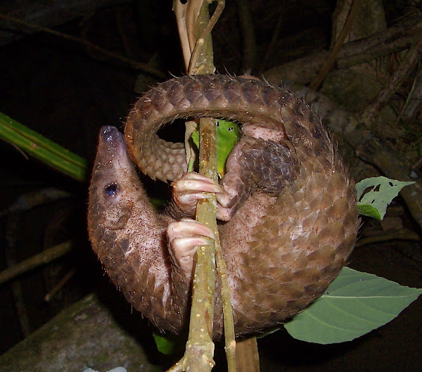 Malayan pangolin | Project Noah
