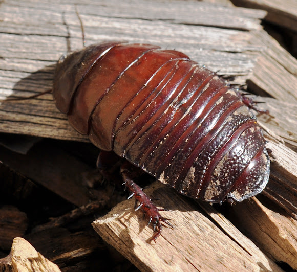 Giant Burrowing Cockroach | Project Noah