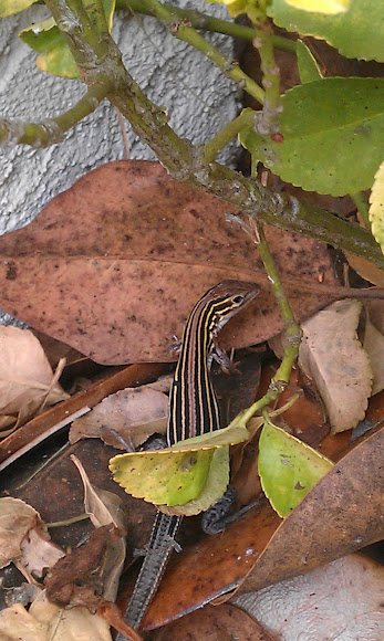 6 lined racerunner | Project Noah