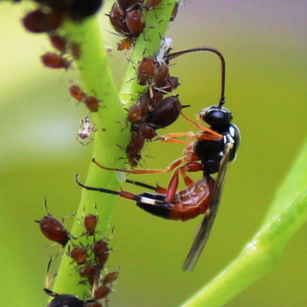 Wasp & Black Citrus Aphids | Project Noah