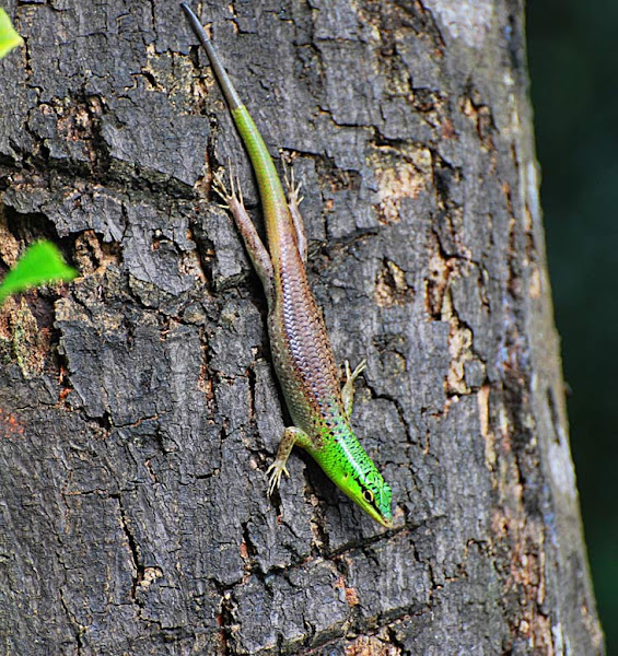 Green and brown Skink | Project Noah