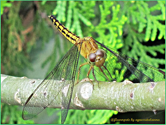 Neurothemis Dragonfly ♀ | Project Noah