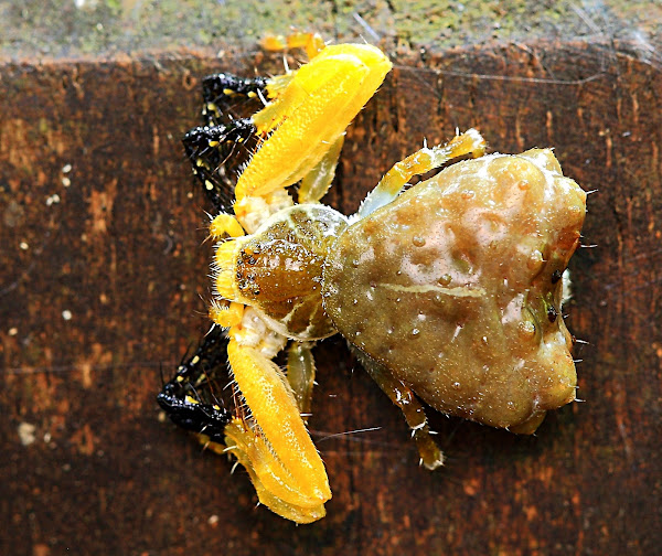 Female Bird-dung Spider | Project Noah