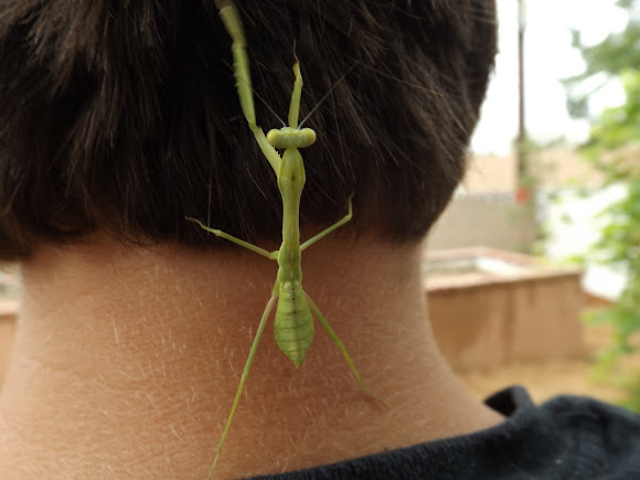 Arizona Mantis | Project Noah