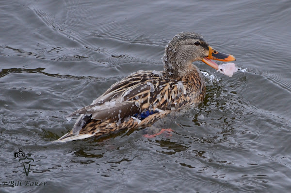 Canada Goose and Mallard Ducks | Project Noah