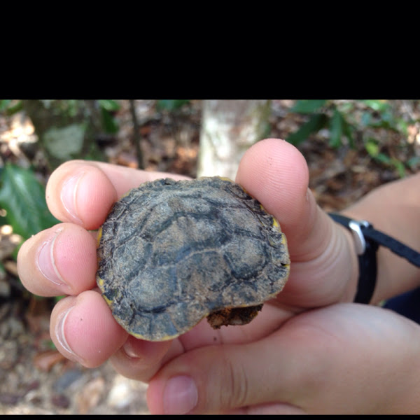 Turtle shell | Project Noah