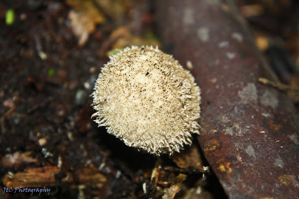 Puffball Fungus | Project Noah