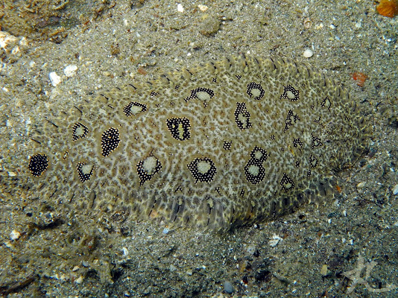 Angler Flatfish (juvenile) | Project Noah