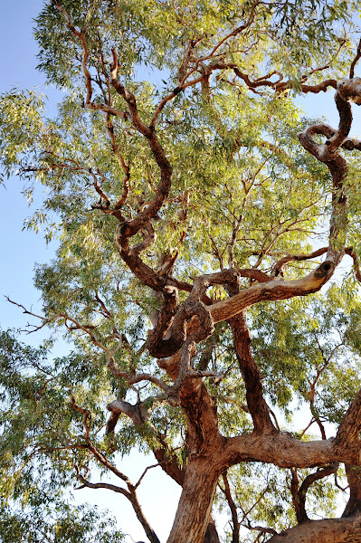Coolibah Tree | Project Noah