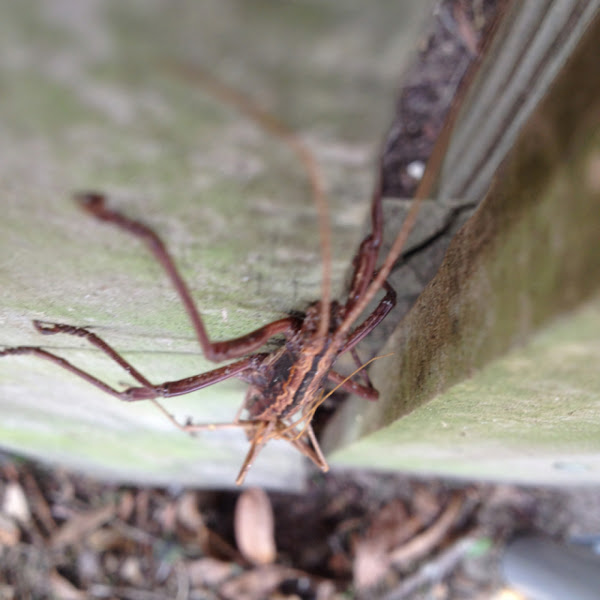 Southern Two-striped Walkingstick (mating pair) | Project Noah