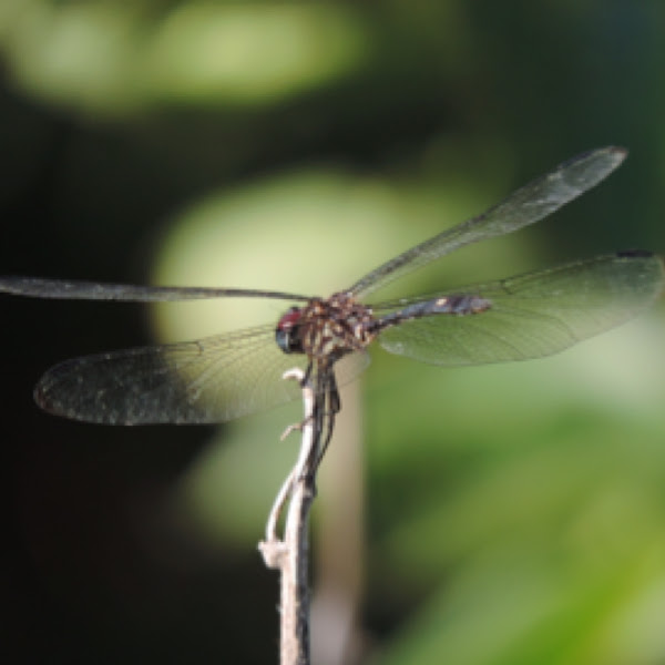 Swift Setwing | Project Noah