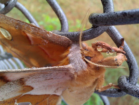 Polyphemus Moth, female | Project Noah