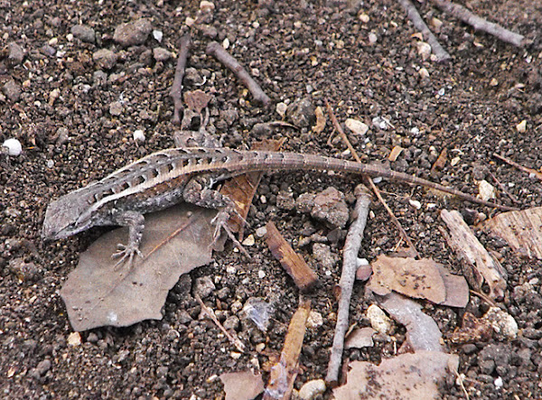 Texas Rose-bellied Lizard | Project Noah