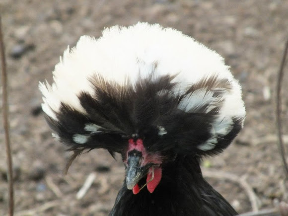 Polish Topknot Chicken | Project Noah