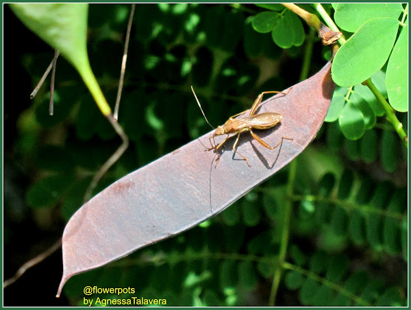 Pod-sucking Bug, Bean Bug | Project Noah