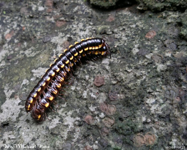 armored millipede | Project Noah