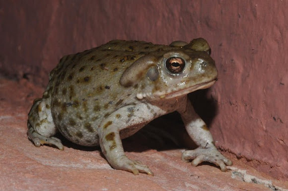 Sonoran Desert toad | Project Noah