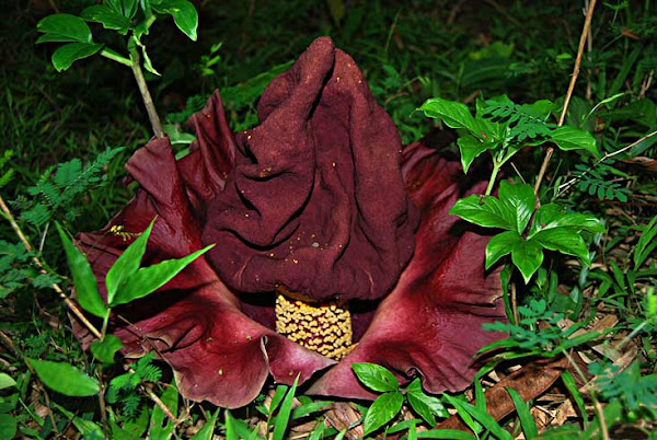 Elephant foot Yam | Project Noah