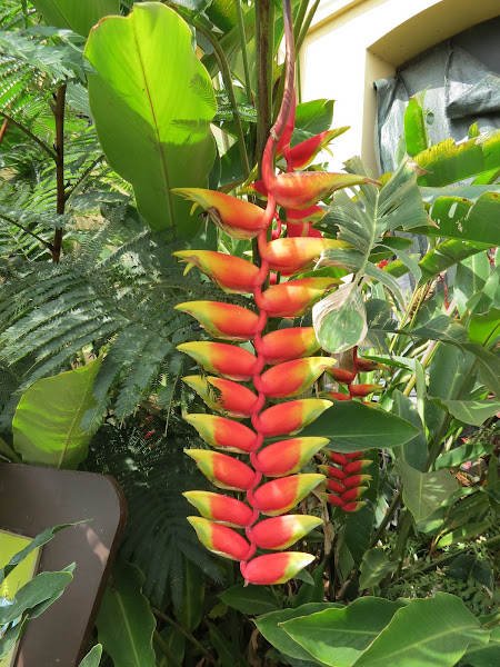 Heliconia pendula | Project Noah