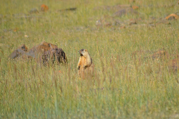 Tarbagan marmot | Project Noah