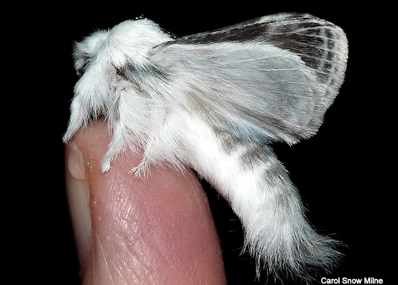 Large Tolype Moth | Project Noah