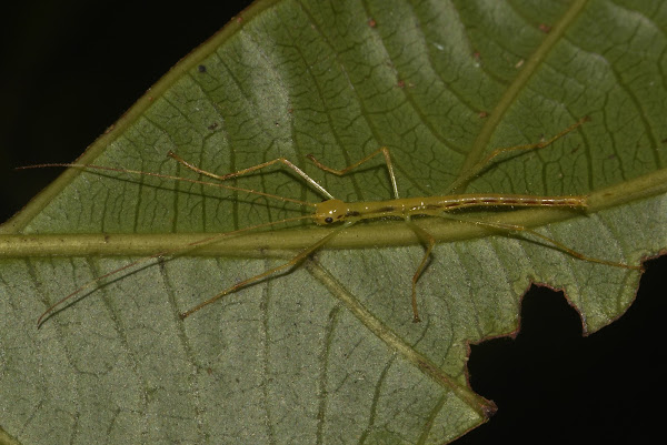 Stick Insect, Phasmid - Nymph | Project Noah