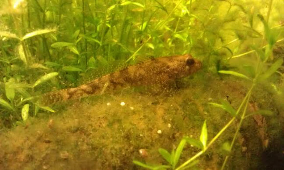 European Bullhead | Project Noah