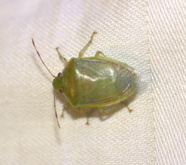 Green Vegetable Bug | Project Noah