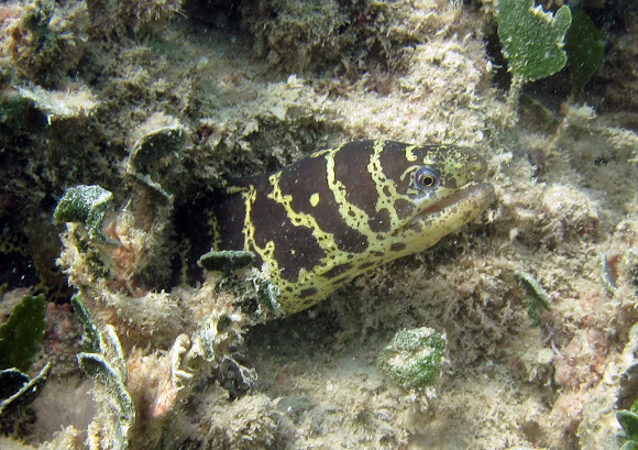 Chain Moray Eel | Project Noah